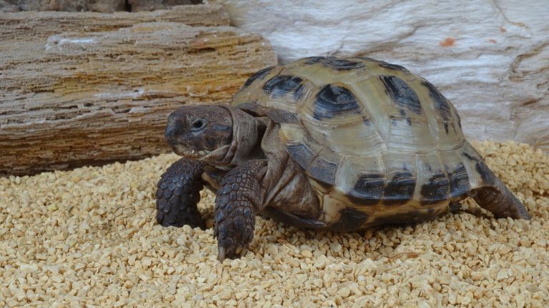 The Top 6 Smallest Tortoise Species For Your Home – The Turtle Hub