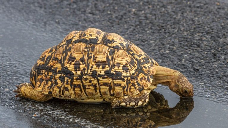 How To Get Your Tortoise To Drink Water [Pro Tips] – The Turtle Hub