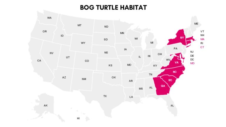 Where Do Different Turtles Live? [Map + Location] – The Turtle Hub
