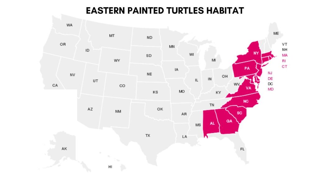 Where Do Different Turtles Live? [Map + Location] – The Turtle Hub