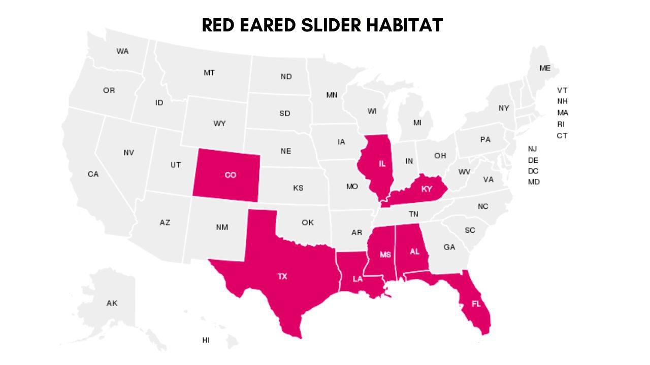 Where Do Different Turtles Live? [Map + Location] – The Turtle Hub