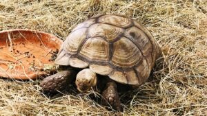 8 Signs A Tortoise Shows When It’s Stressed [Must Read] – The Turtle Hub