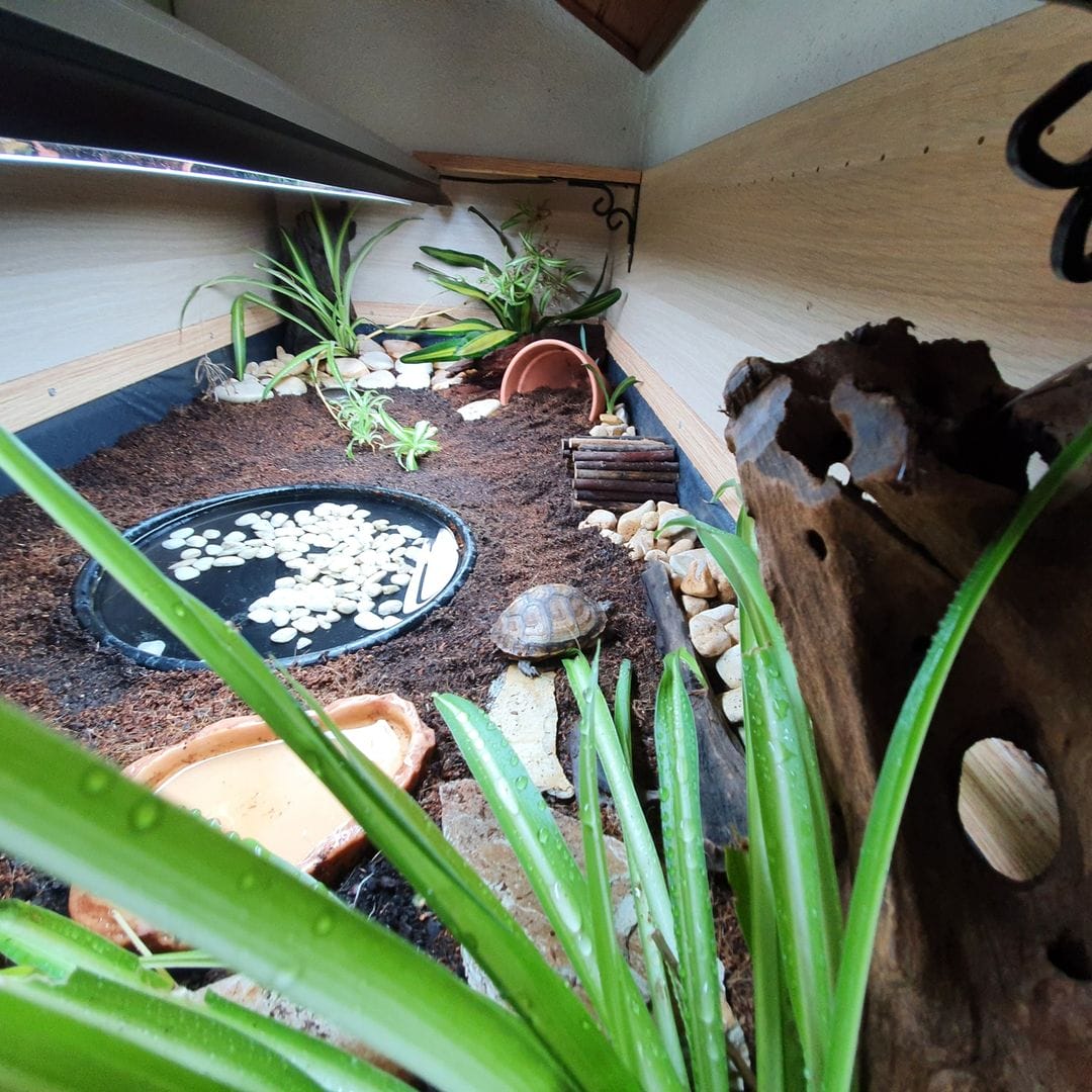 25 DIY Box Turtle Habitat Ideas & Inspirations For Beginners - The ...