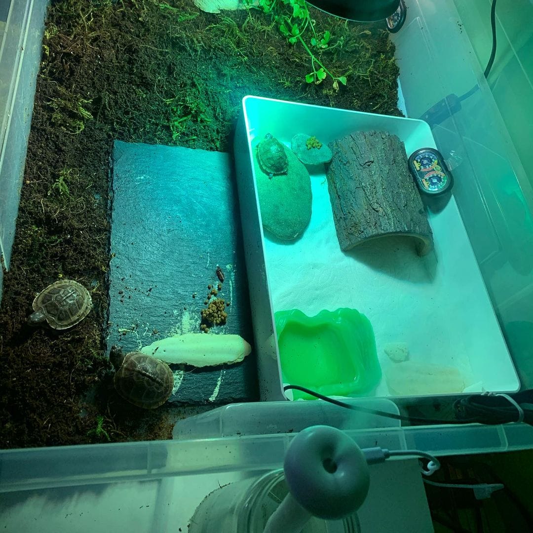 25 DIY Box Turtle Habitat Ideas & Inspirations For Beginners - The ...