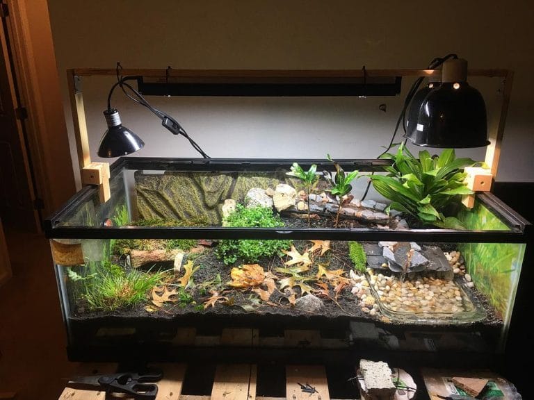 25 DIY Box Turtle Habitat Ideas & Inspirations For Beginners - The ...