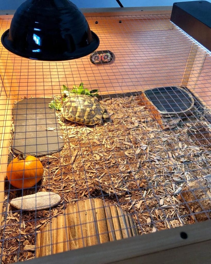 30 DIY Tortoise Enclosure Ideas For A Natural Haven - The Turtle Hub
