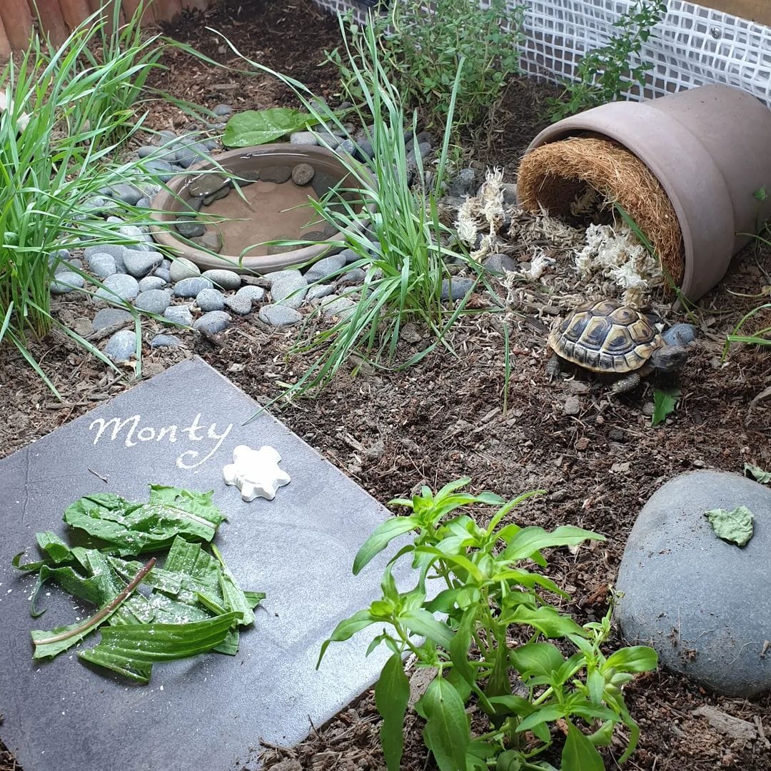 30 DIY Tortoise Enclosure Ideas For A Natural Haven - The Turtle Hub