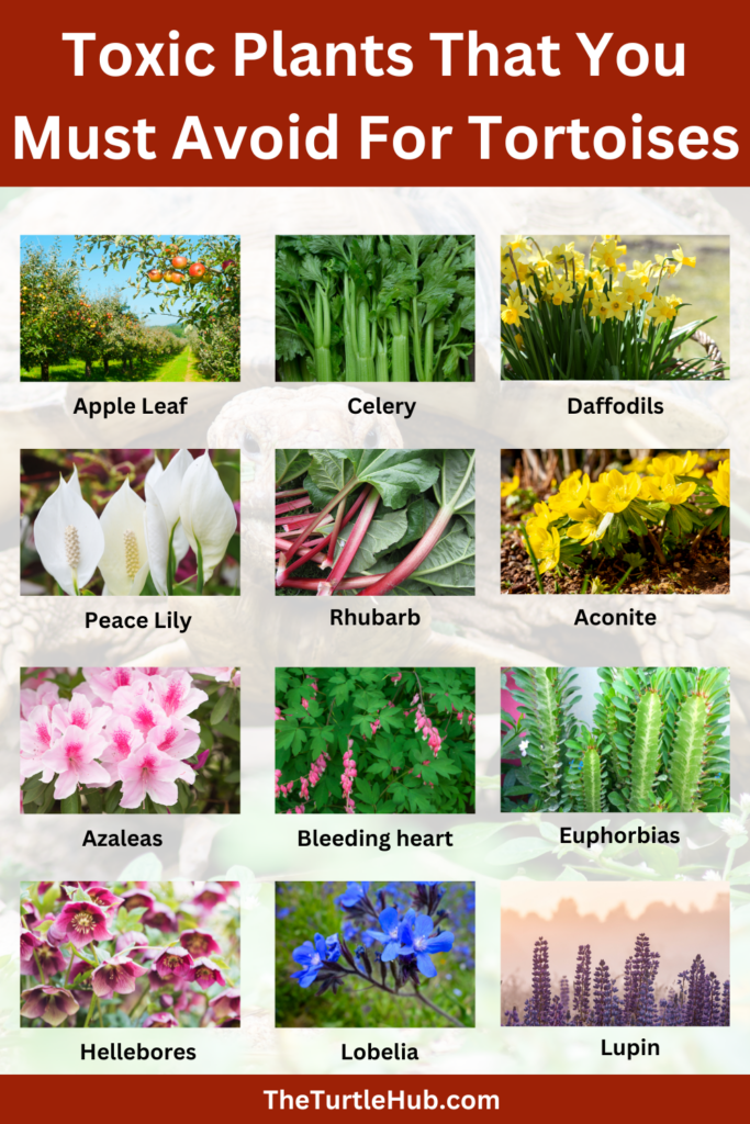 44 Tortoise Safe Plants That Are Perfect For Feeding – The Turtle Hub