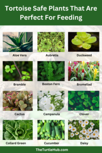 44 Tortoise Safe Plants That Are Perfect For Feeding – The Turtle Hub