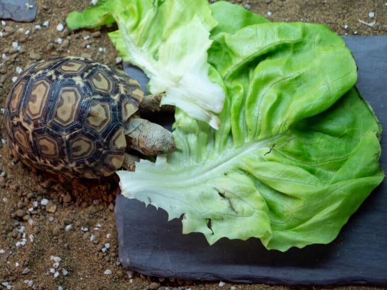 Baby Tortoise Diet & Feeding Guide For Beginners – The Turtle Hub