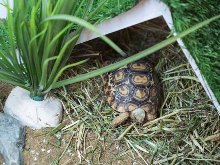 Baby Tortoise Diet & Feeding Guide For Beginners – The Turtle Hub