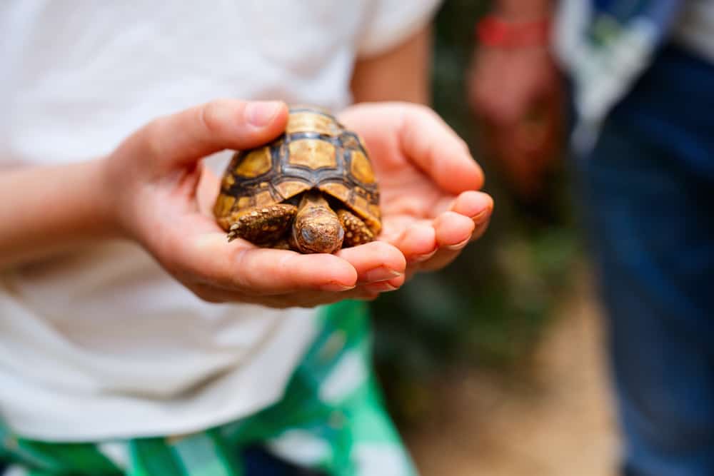 Baby Tortoise Diet & Feeding Guide For Beginners – The Turtle Hub