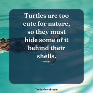 150 Turtle Quotes: Motivational, Inspirational, Cute, Funny, Love, Sea ...