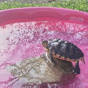 How to Treat Respiratory Infection in Turtles at Home? – The Turtle Hub