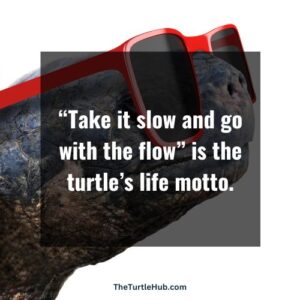 150 Turtle Quotes: Motivational, Inspirational, Cute, Funny, Love, Sea ...