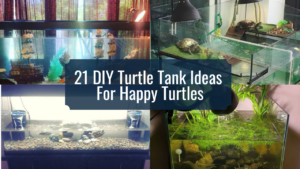 21 DIY Turtle Tank Ideas For Happy Turtles [Budget-Friendly] – The ...