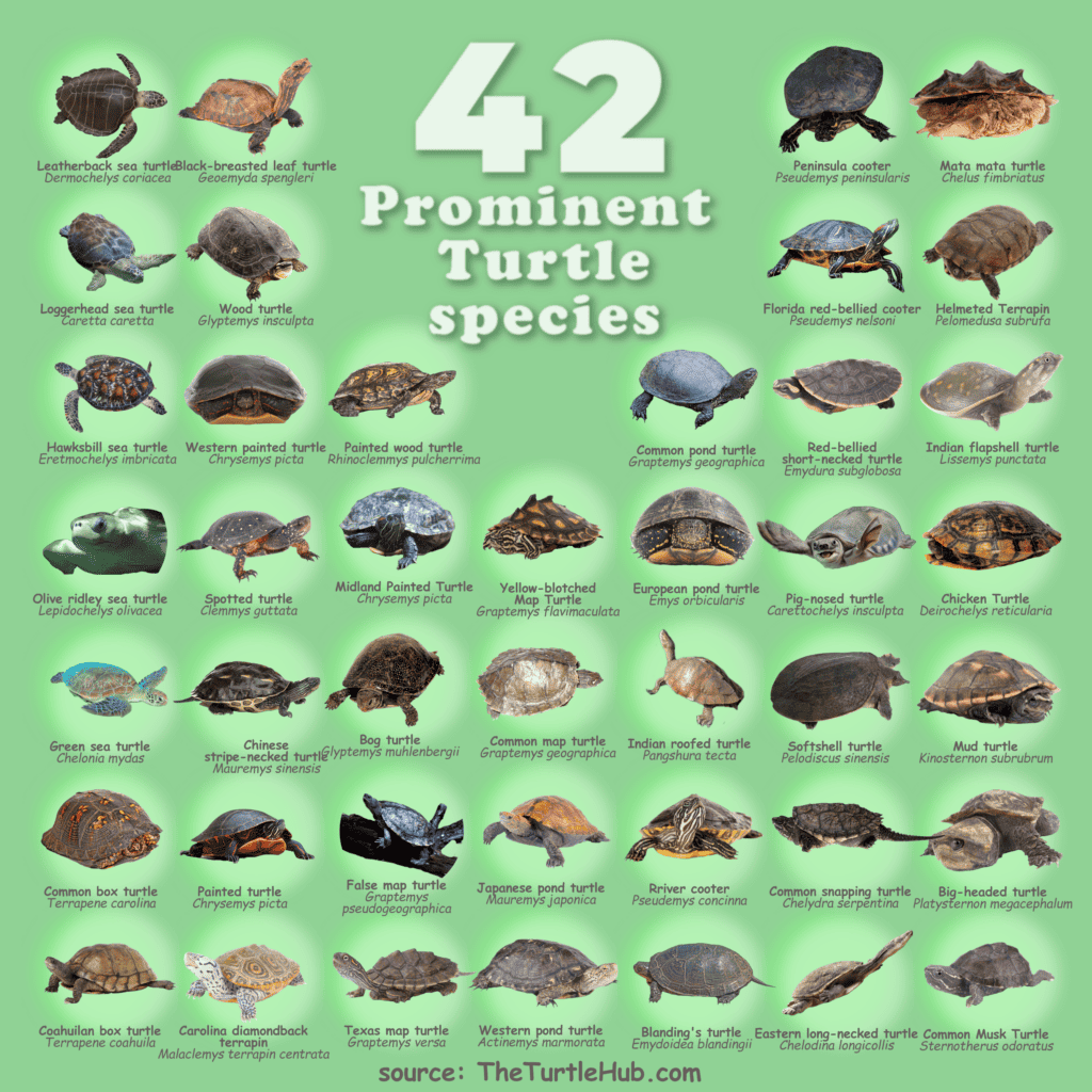 42 Prominent Turtle Species Of The World You’ve Probably Never Heard Of ...