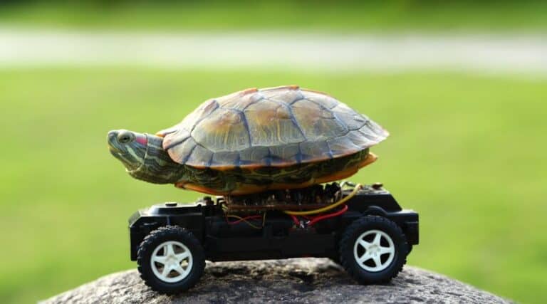 How To Transport A Turtle On A Car Safely? – The Turtle Hub
