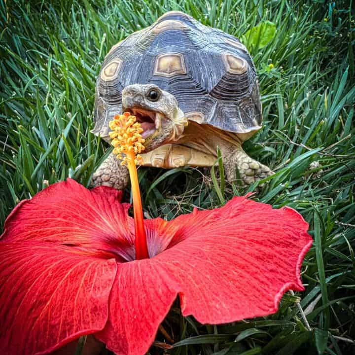 Baby Tortoise Diet & Feeding Guide For Beginners – The Turtle Hub