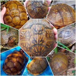 Turtle Shell Rot Vs Shedding: How To Differentiate Them? – The Turtle Hub