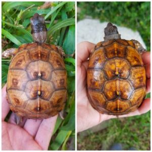 How To Setup The Perfect Indoor Box Turtle Habitat? – The Turtle Hub