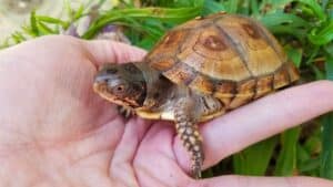 How To Setup The Perfect Indoor Box Turtle Habitat? – The Turtle Hub