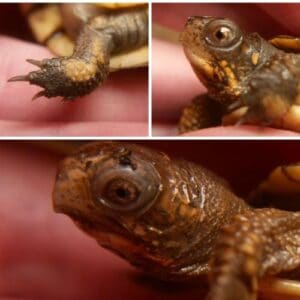Proper Lighting Guide For Box Turtles [#1 Resource] – The Turtle Hub