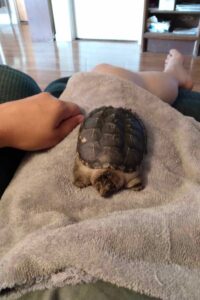 8 Fascinating Turtle Behaviors Explained: Understanding Your Pet Better – The Turtle Hub