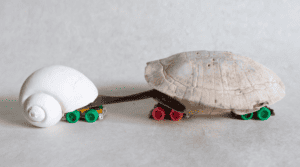 How To Transport A Turtle On An Airplane Safely? – The Turtle Hub