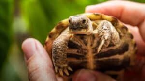 How To Socialize Your Turtle: 5 Steps To A Friendlier Pet – The Turtle Hub