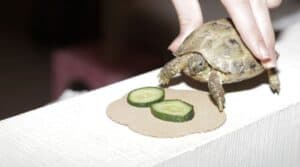 10 Nutrition Secrets For Healthy Turtles: What To Feed & What To Avoid! – The Turtle Hub