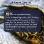 How to Treat Respiratory Infection in Turtles at Home? – The Turtle Hub