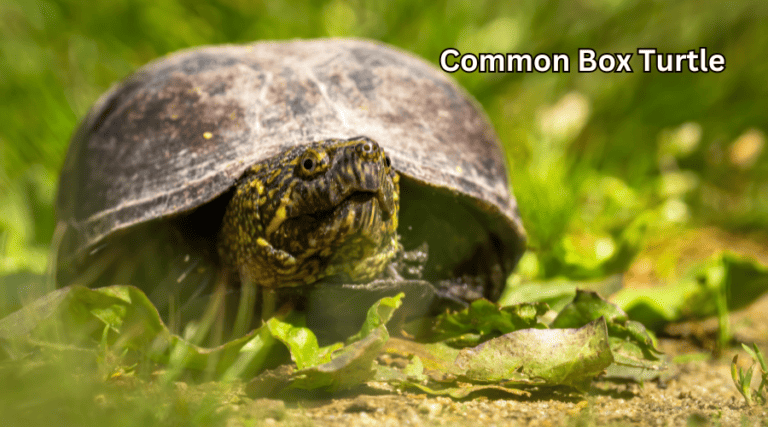 42 Prominent Turtle Species Of The World You’ve Probably Never Heard Of ...