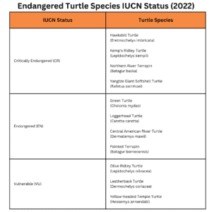 42 Prominent Turtle Species Of The World You’ve Probably Never Heard Of ...