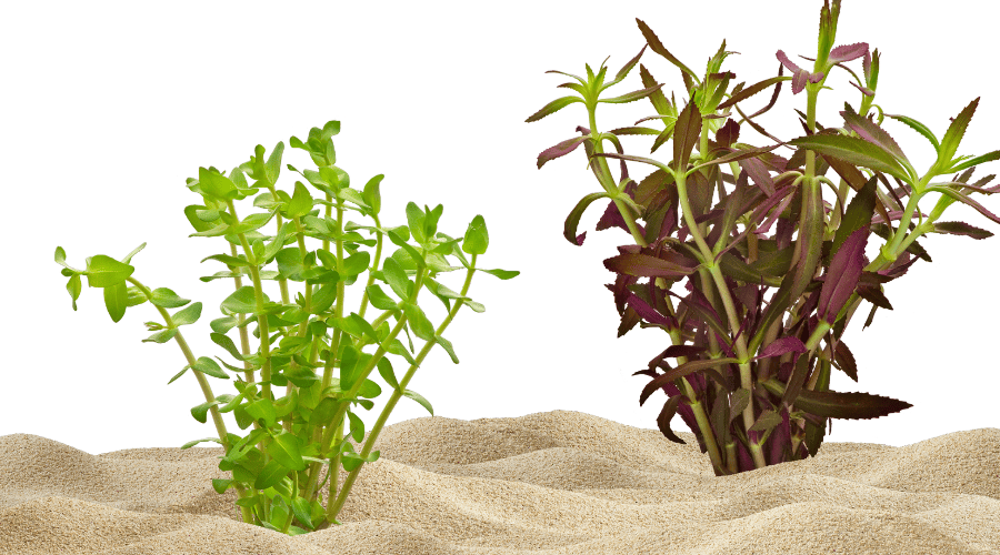 Foolproof Guide To Softshell Turtle Tank Setup – The Turtle Hub