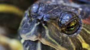 Turtle Swollen Eyes? Try These Home Remedies! - The Turtle Hub