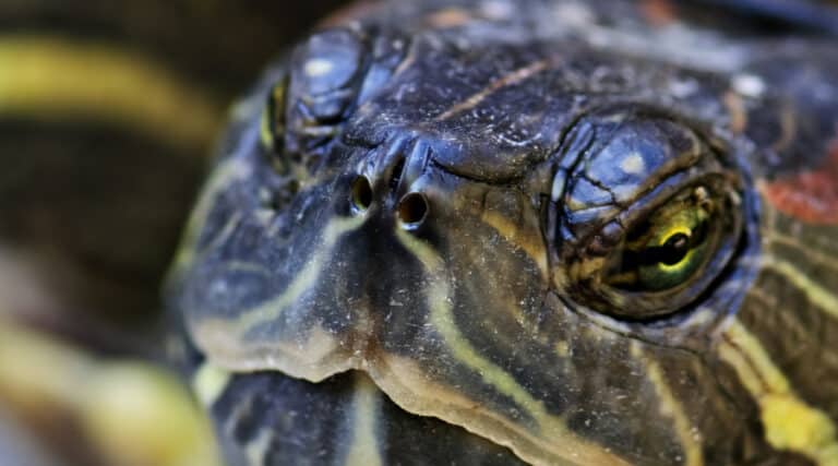 Turtle Swollen Eyes? Try These Home Remedies! - The Turtle Hub