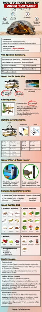 Wood Turtle Care For Beginners: Infographic – The Turtle Hub