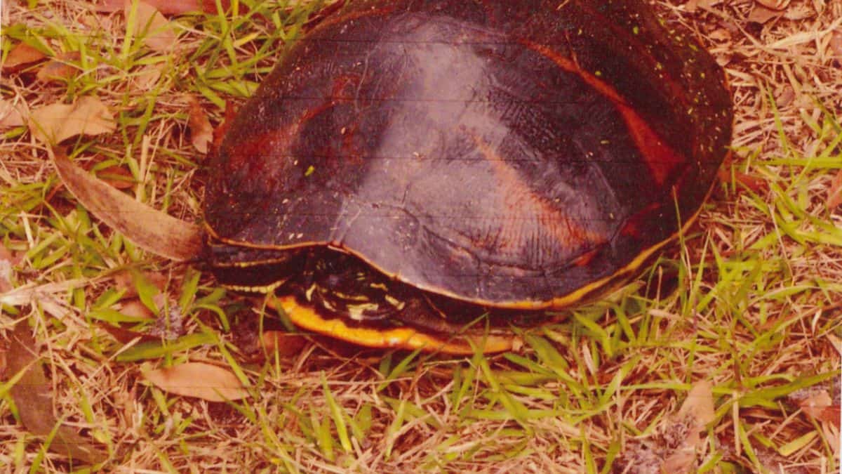 Chicken Turtle Care For Beginners [Comprehensive Handbook] – The Turtle Hub