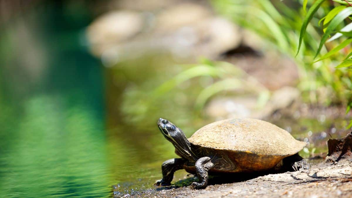 Chicken Turtle Care For Beginners [Comprehensive Handbook] – The Turtle Hub