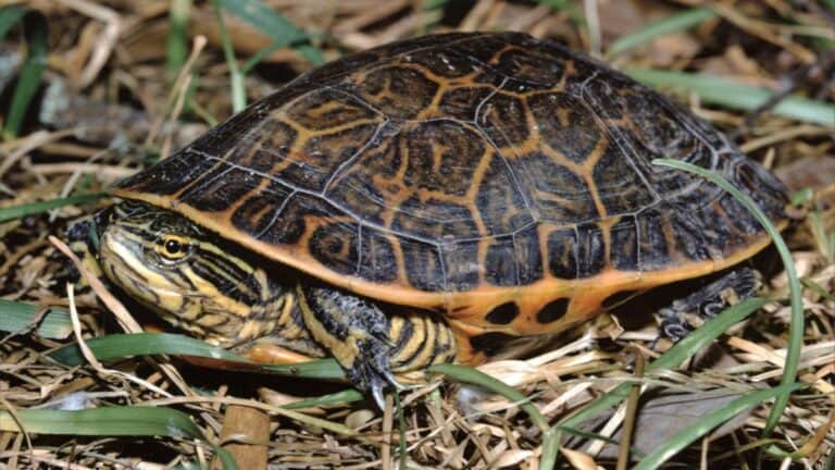 Chicken Turtle Care For Beginners [Comprehensive Handbook] – The Turtle Hub