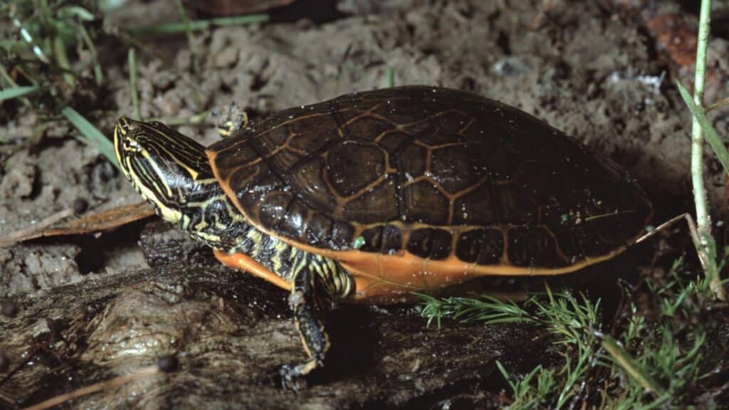 Chicken Turtle Care For Beginners [Comprehensive Handbook] – The Turtle Hub