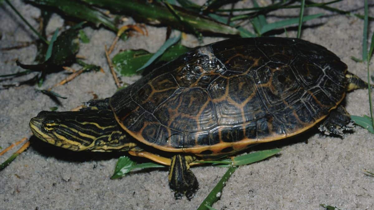 Chicken Turtle Care For Beginners [Comprehensive Handbook] – The Turtle Hub