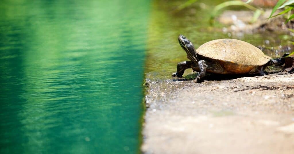 Chicken Turtle Care For Beginners [Comprehensive Handbook] – The Turtle Hub