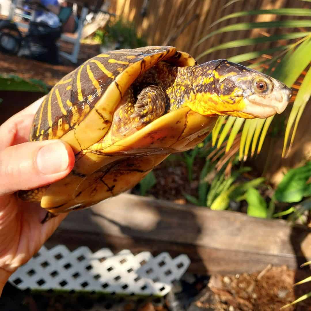 6 Common Health Issues in Pet Turtles and How to Prevent Them – The ...