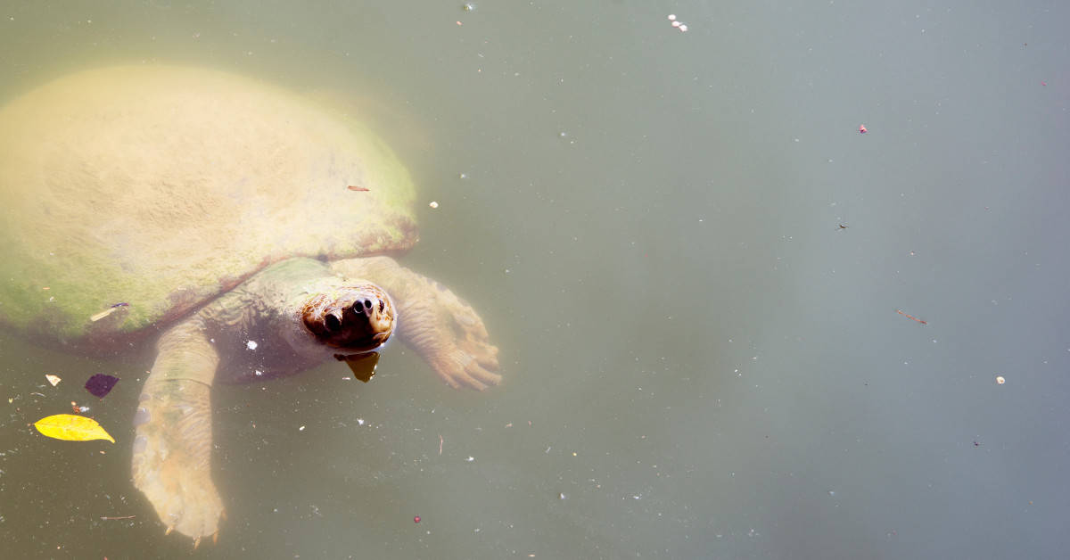 How To Take Care Of A Softshell Turtle? [Beginner’s Care Sheet] – The ...