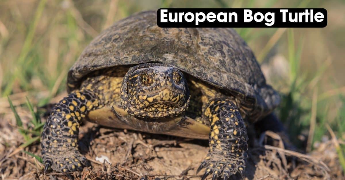 Bog Turtle Care Manual [Step By Step Guide] – The Turtle Hub
