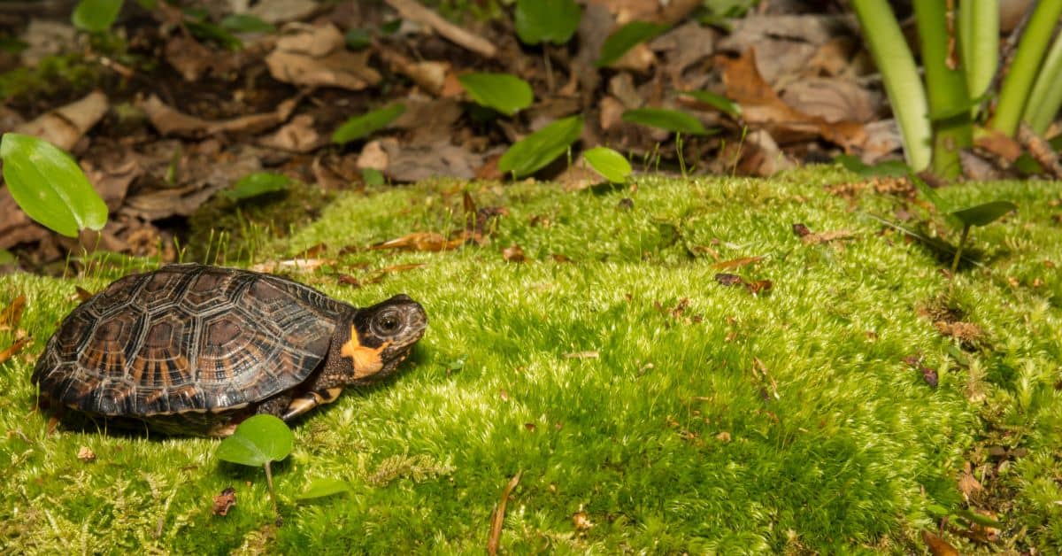 Bog Turtle Care Manual [Step By Step Guide] – The Turtle Hub