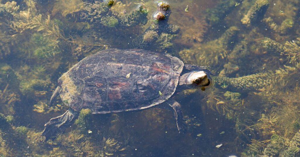 Bog Turtle Care Manual [Step By Step Guide] – The Turtle Hub