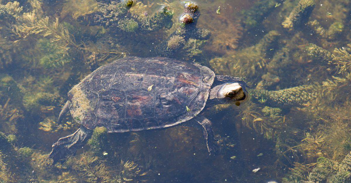 Bog Turtle Care Manual [Step By Step Guide] – The Turtle Hub